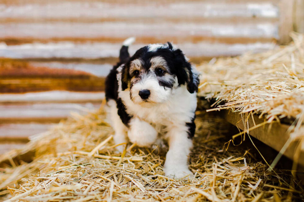 Home | Australian Bernedoodles Australia | Bernedoodle Puppies for Sale