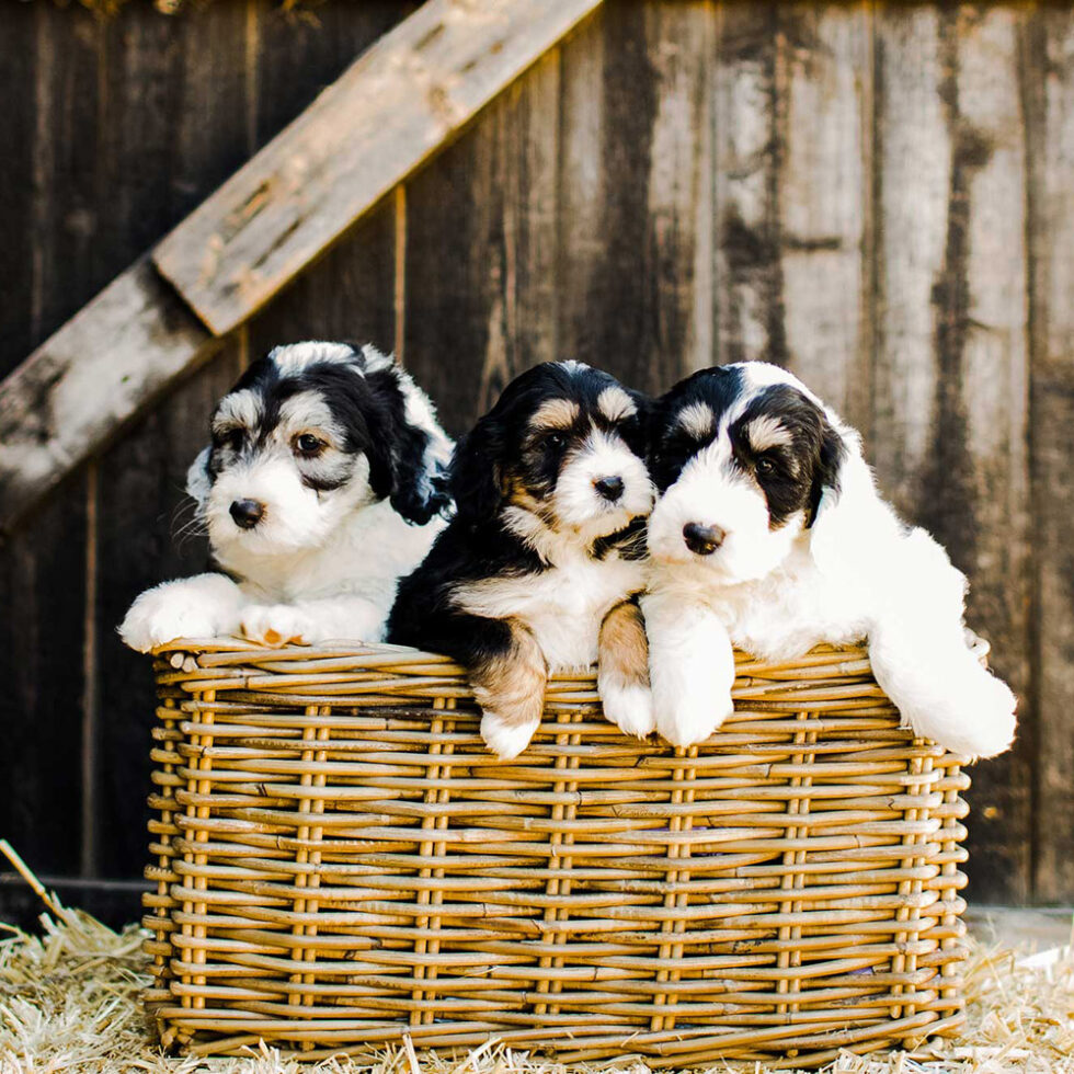 About Us | Australian Bernedoodles Australia | Bernedoodle Puppies for Sale