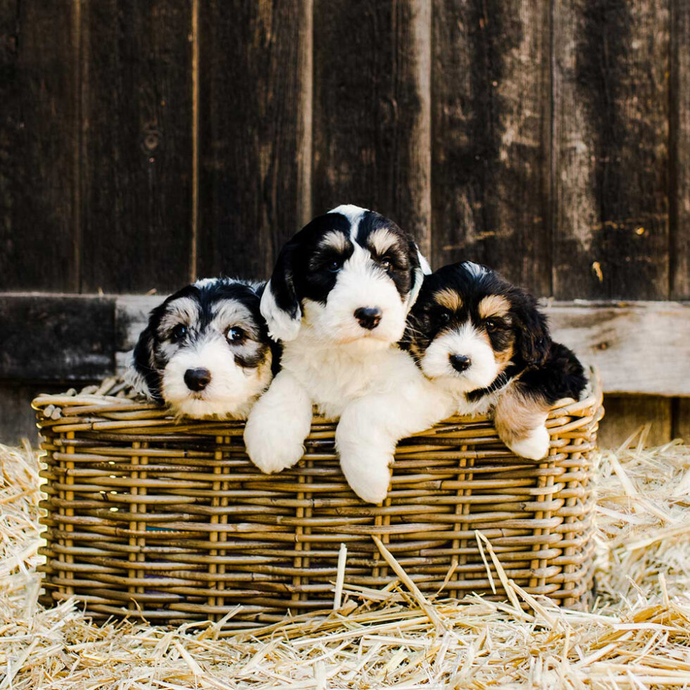 Multi-Generational Breeding | Australian Bernedoodles Australia ...