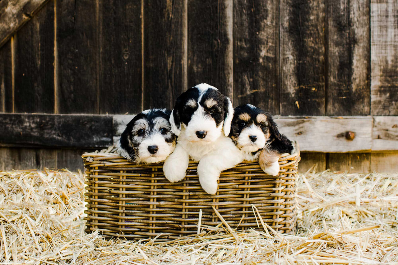 Home | Australian Bernedoodles Australia | Bernedoodle Puppies for Sale