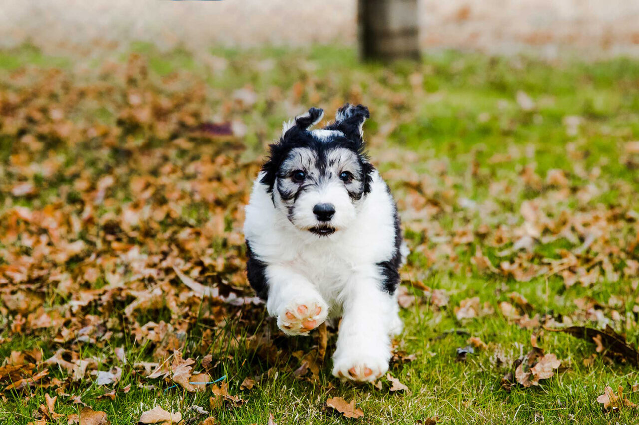 Home | Australian Bernedoodles Australia | Bernedoodle Puppies for Sale