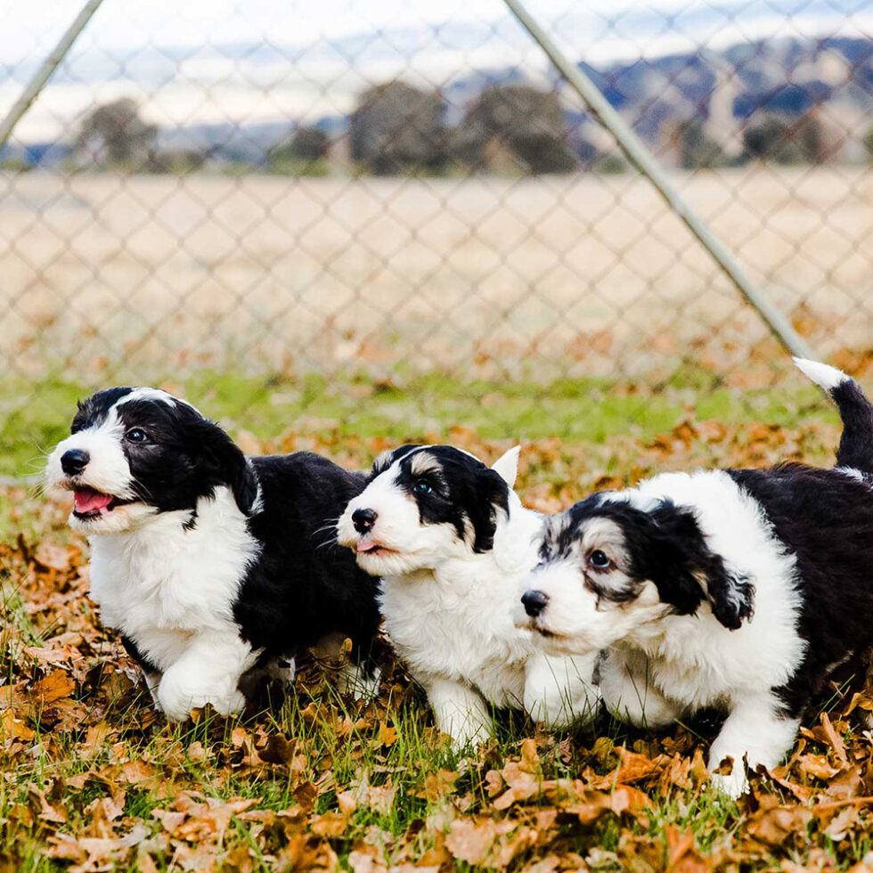 Home | Australian Bernedoodles Australia | Bernedoodle Puppies for Sale