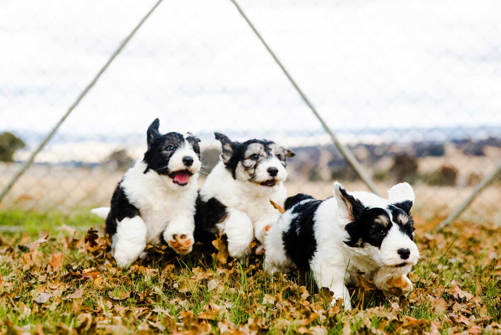 Home | Australian Bernedoodles Australia | Bernedoodle Puppies for Sale