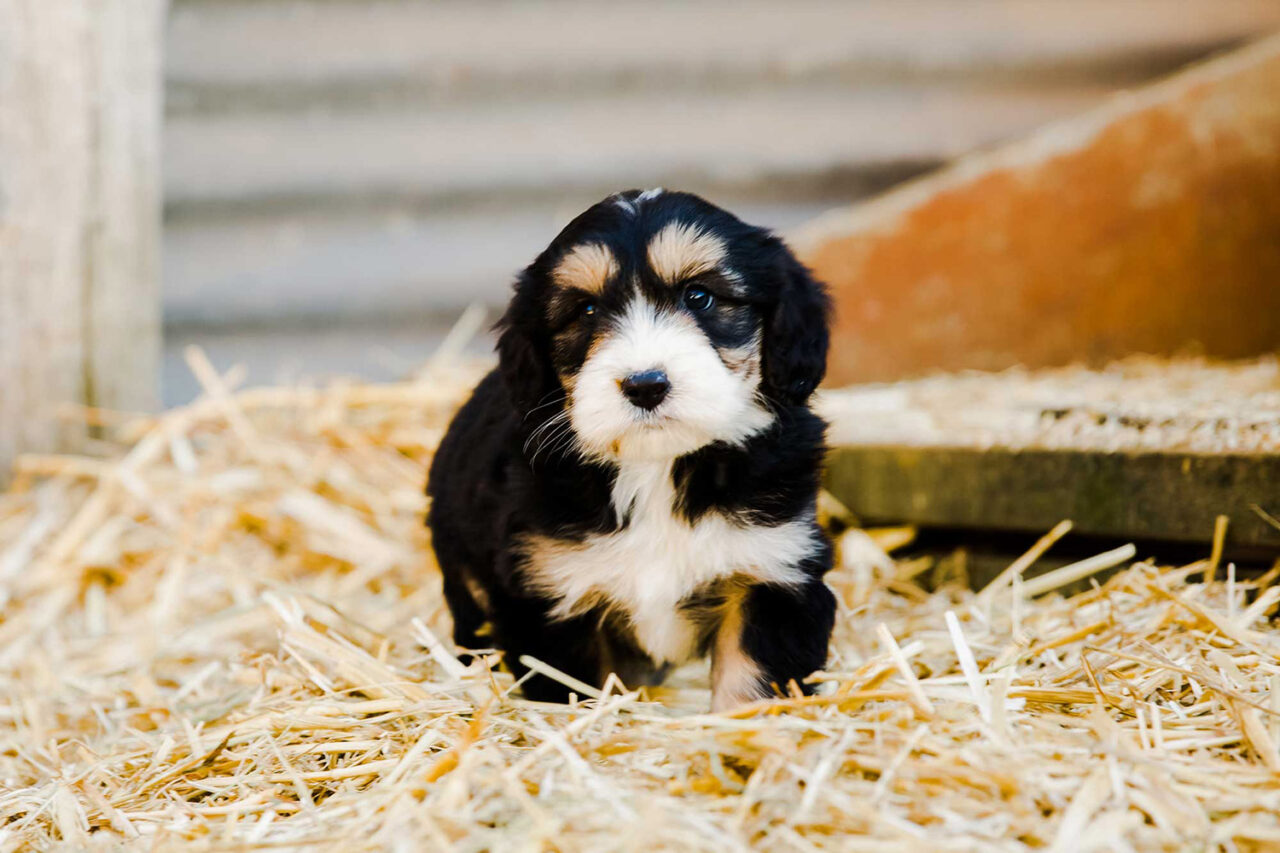 Home | Australian Bernedoodles Australia | Bernedoodle Puppies for Sale