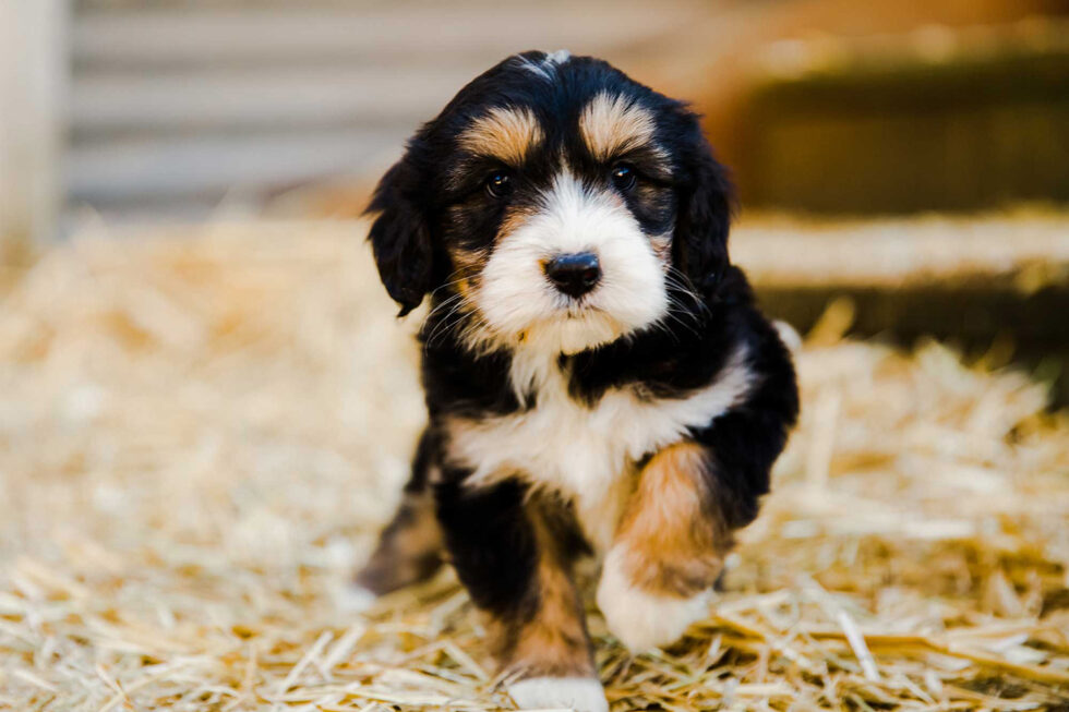 Gallery | Australian Bernedoodles Australia | Bernedoodle Puppies for Sale