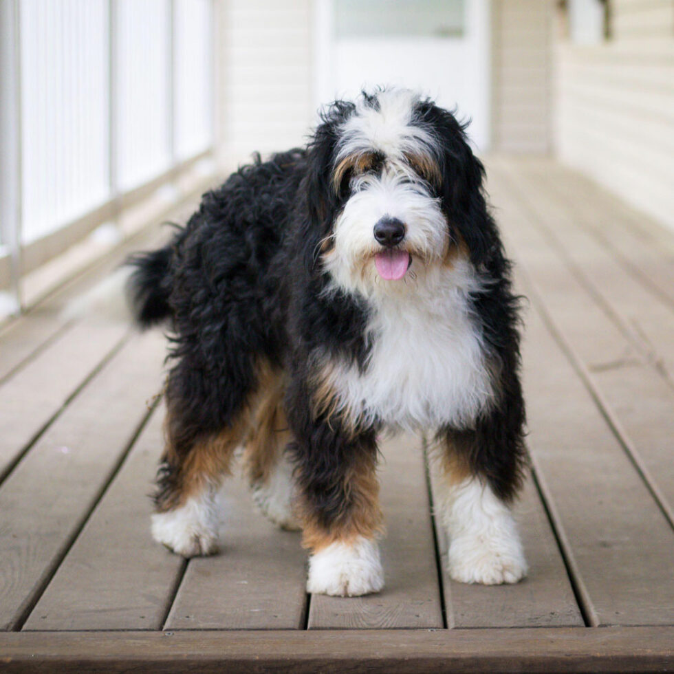 Gallery | Australian Bernedoodles Australia | Bernedoodle Puppies for Sale