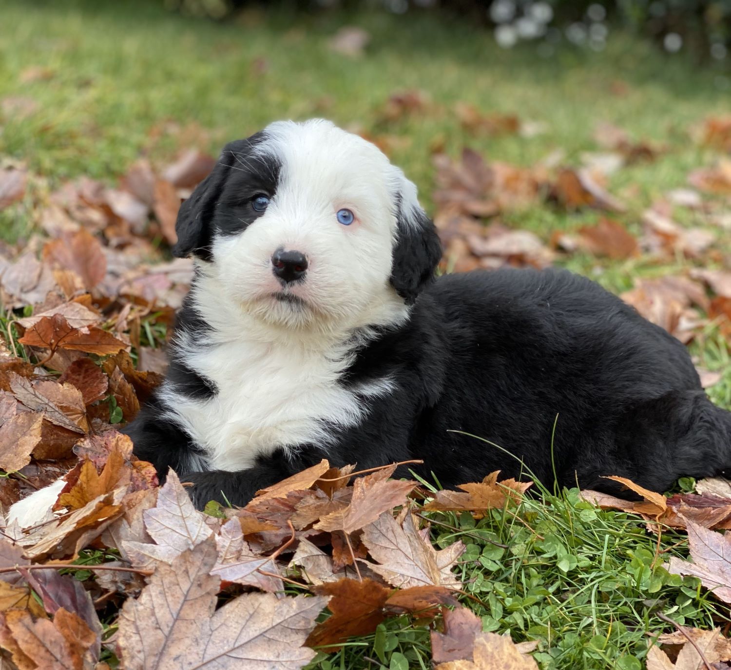 991003002335252 | Australian Bernedoodles Australia